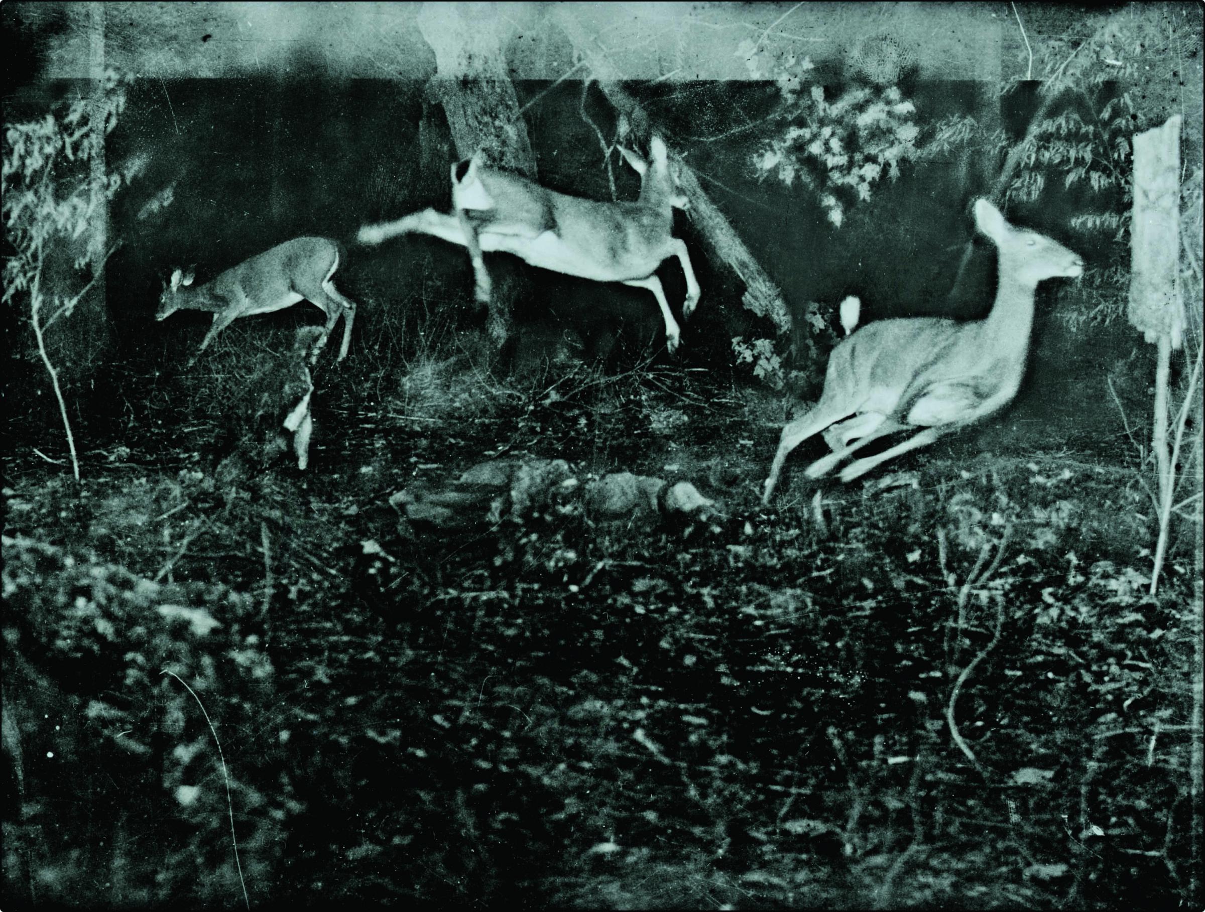 Searching For Shiras | Northern Magazine