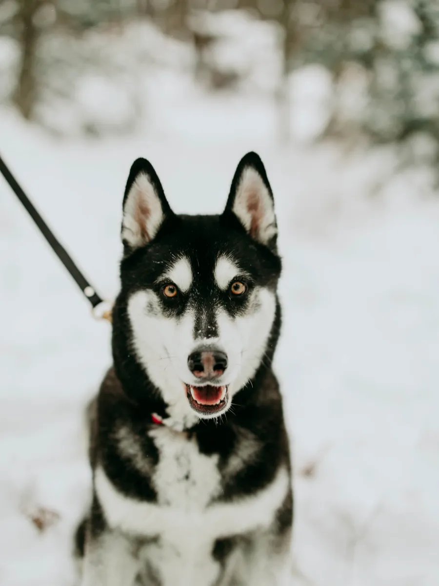 Wildpups | NMU Wellbeing